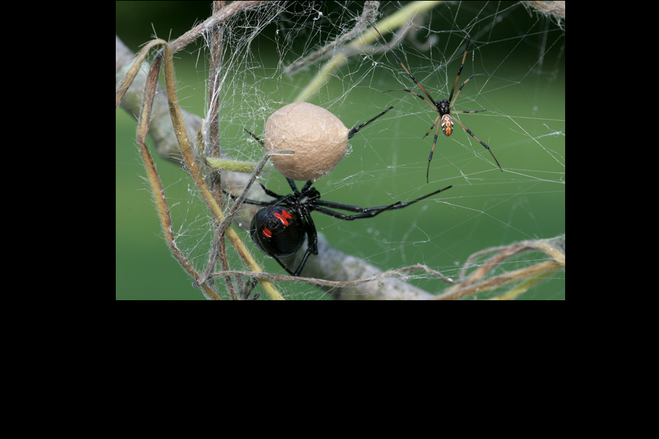 Wildlife Wednesday: The Black Widow Spider - Splash