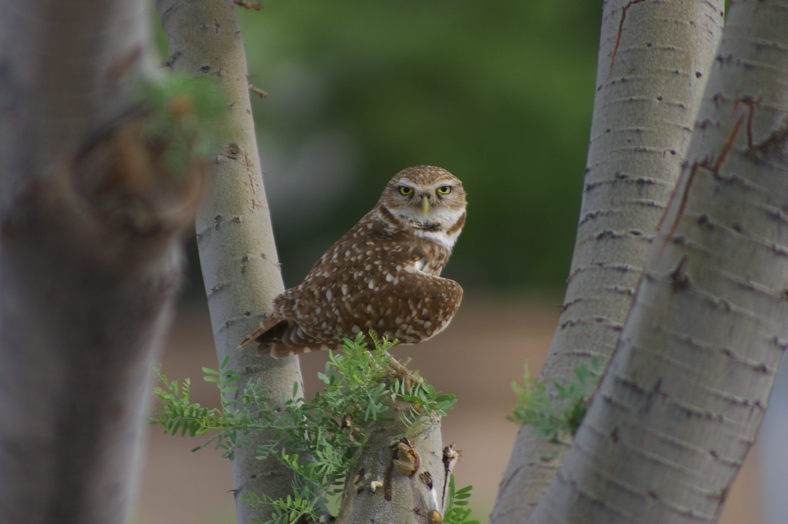 Burrowing Owl - Splash