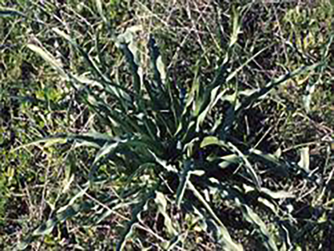 Soap Plant or Soaproot - Splash