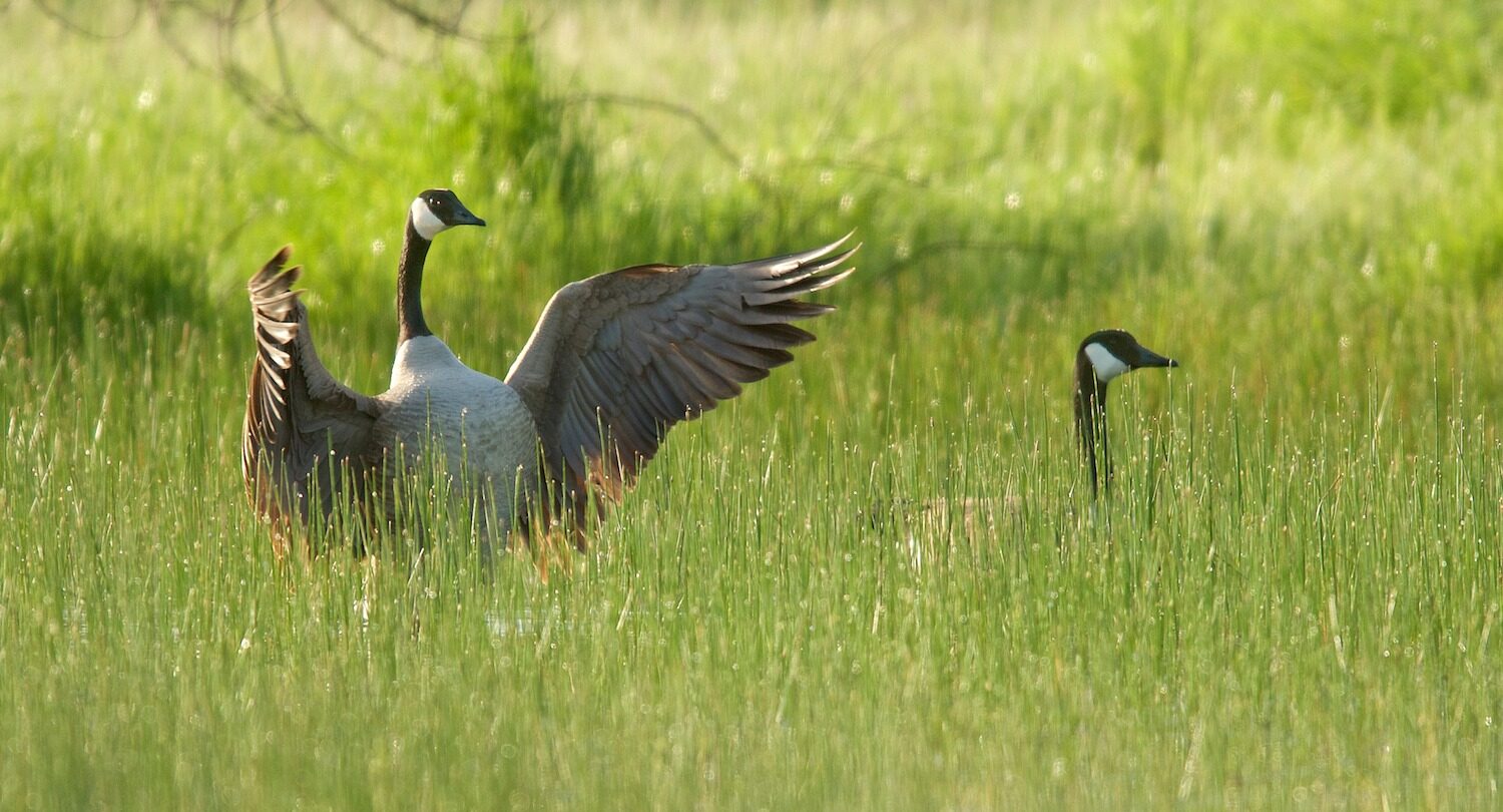 Wildlife Wednesday-Noisy, But Cooperative - Splash