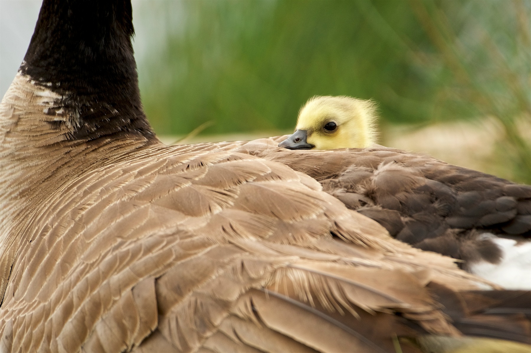 Wildlife Wednesday-Noisy, But Cooperative - Splash