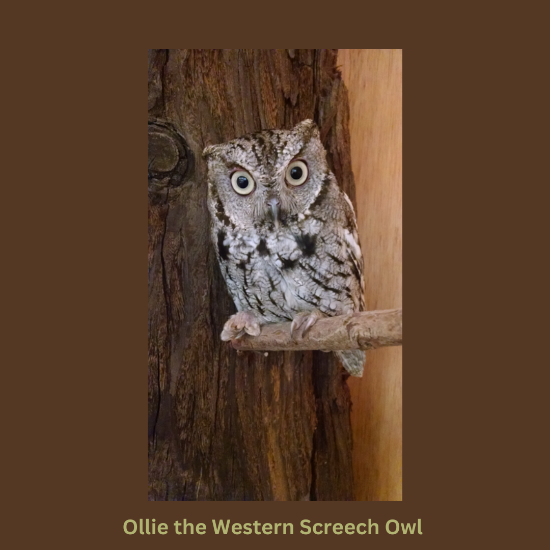 Critterville’s Fascinating Journey - Splash