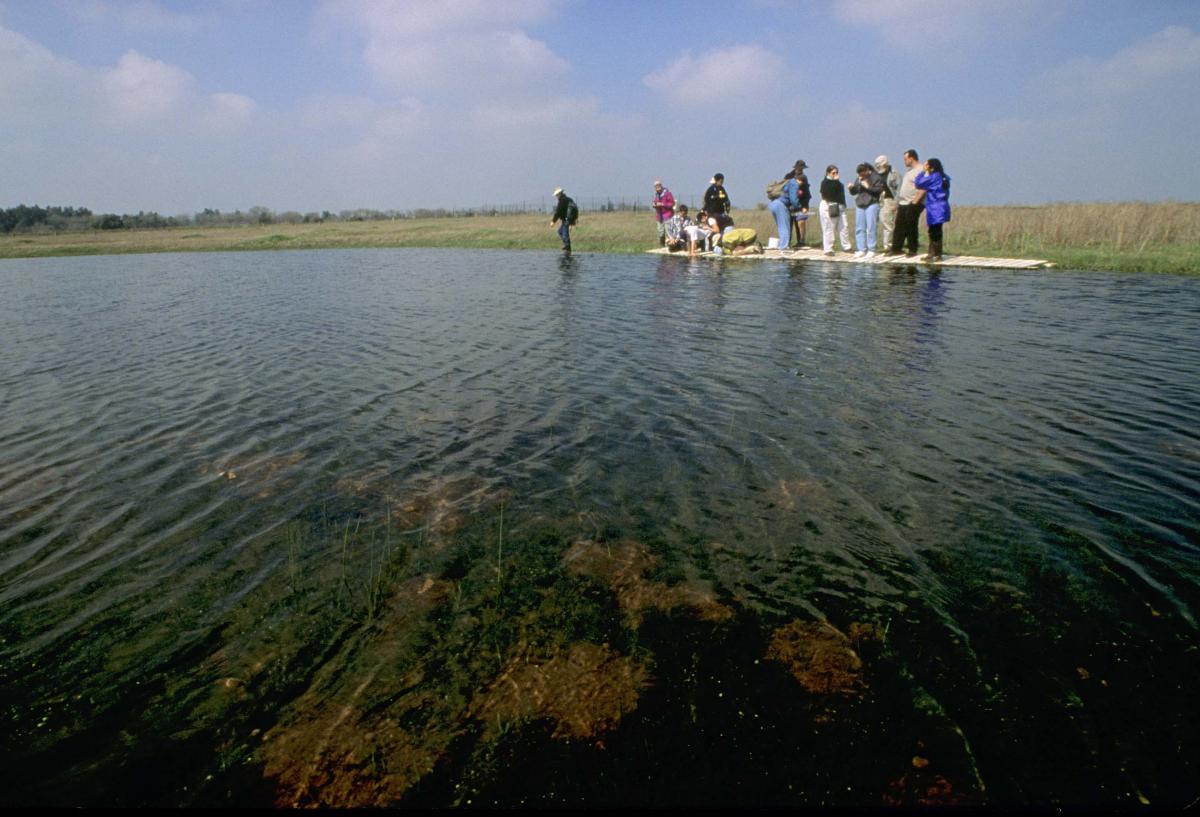 Life in Our Watershed:Investigating Vernal Pools - Splash