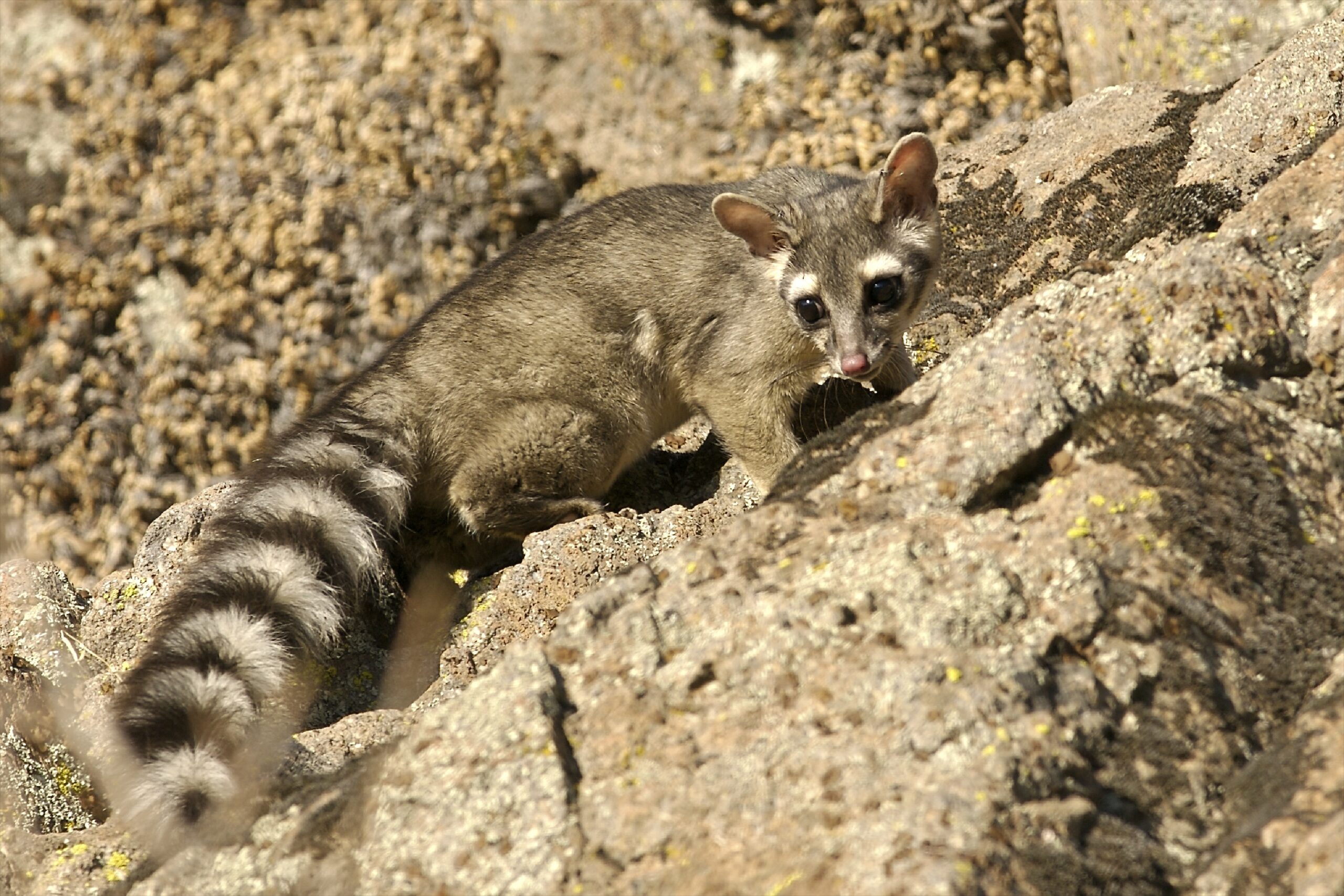 Discover Wildlife Wonders with Splash's Wildlife Wednesday! - Splash