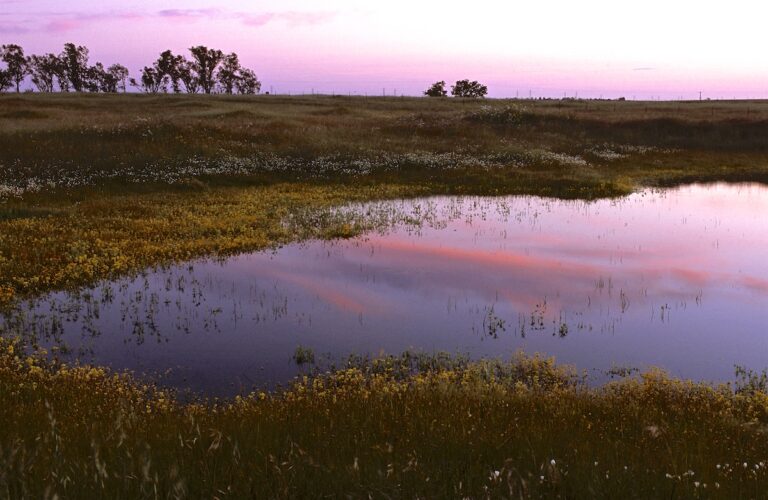 What Are Vernal Pools? - Splash