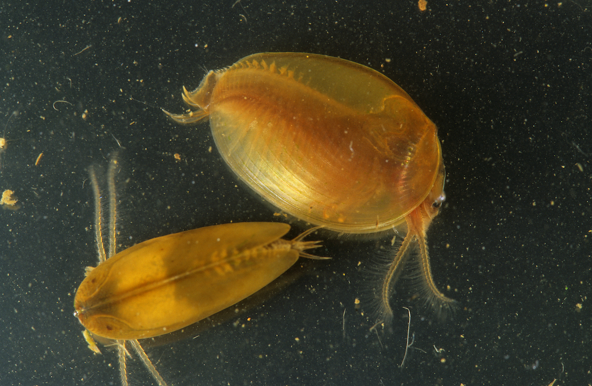 Splash’s Public Vernal Pool Critter Walks Are Back! Reserve Your Spot ...