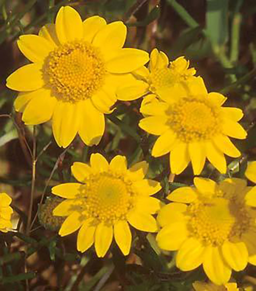 Vernal Pool Goldfields - Splash