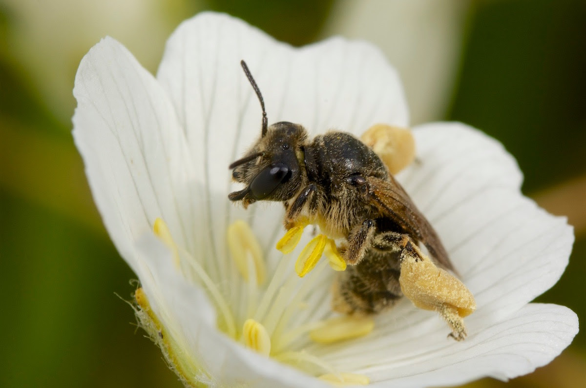 Solitary Bees - Splash
