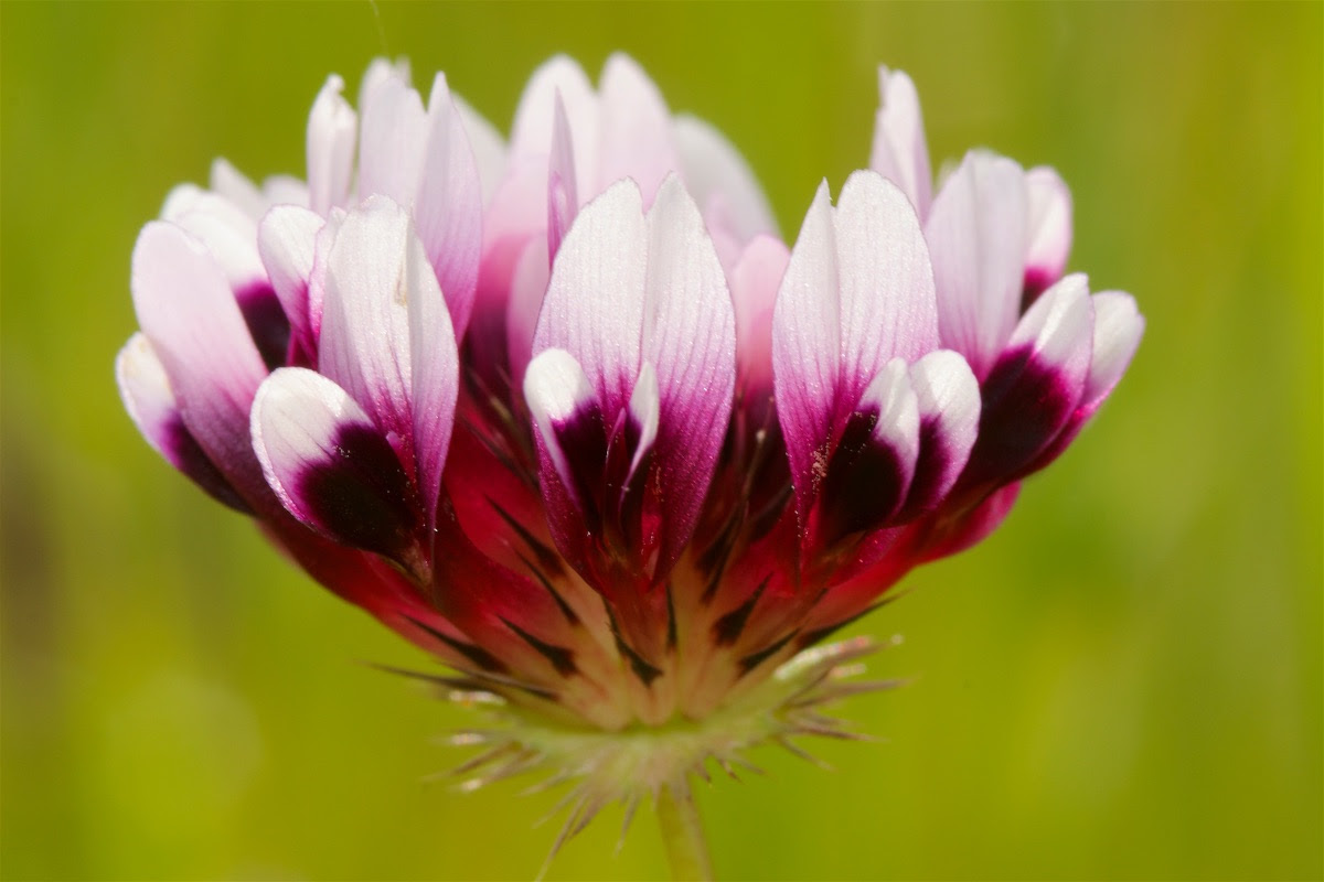 White-tipped Clover - Splash